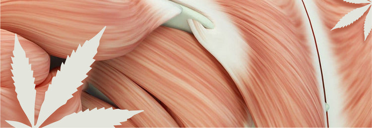 Así se acelera la recuperación muscular con CBD – Laboratorios Beemine